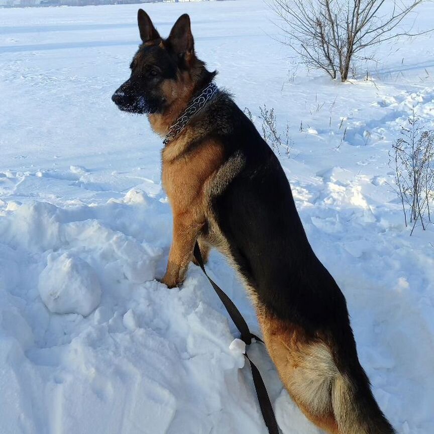 Немецкая овчарка