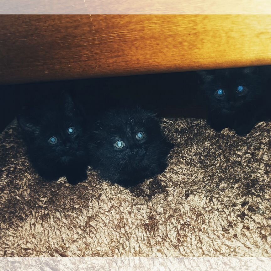 Котята тройНяшки