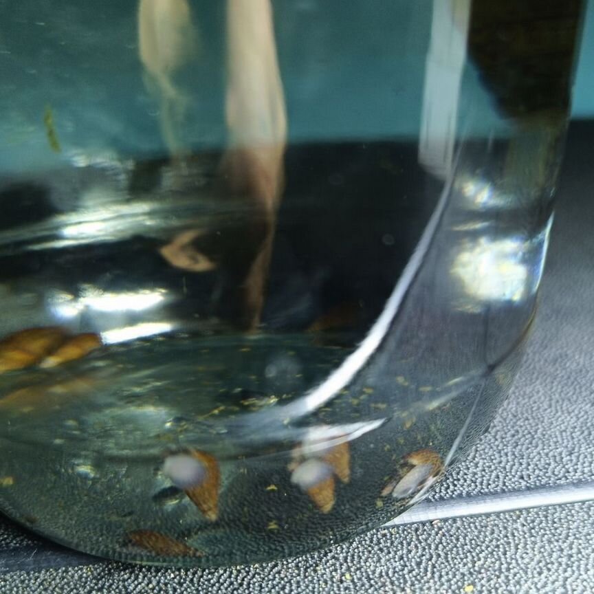 Улитки мелании