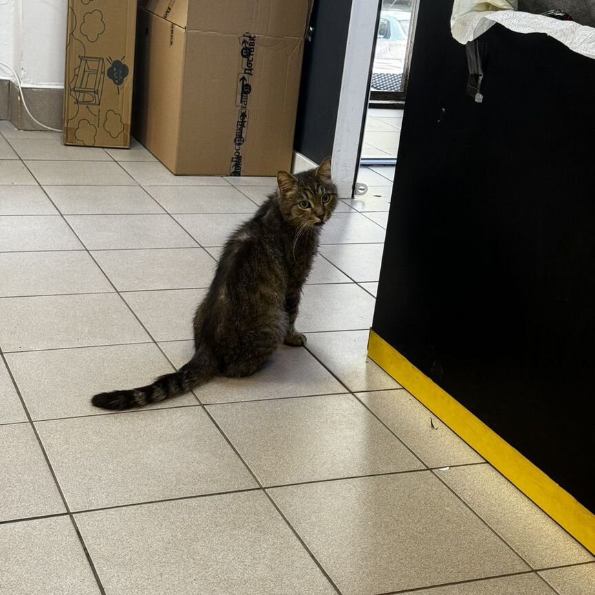 Котик ищет дом