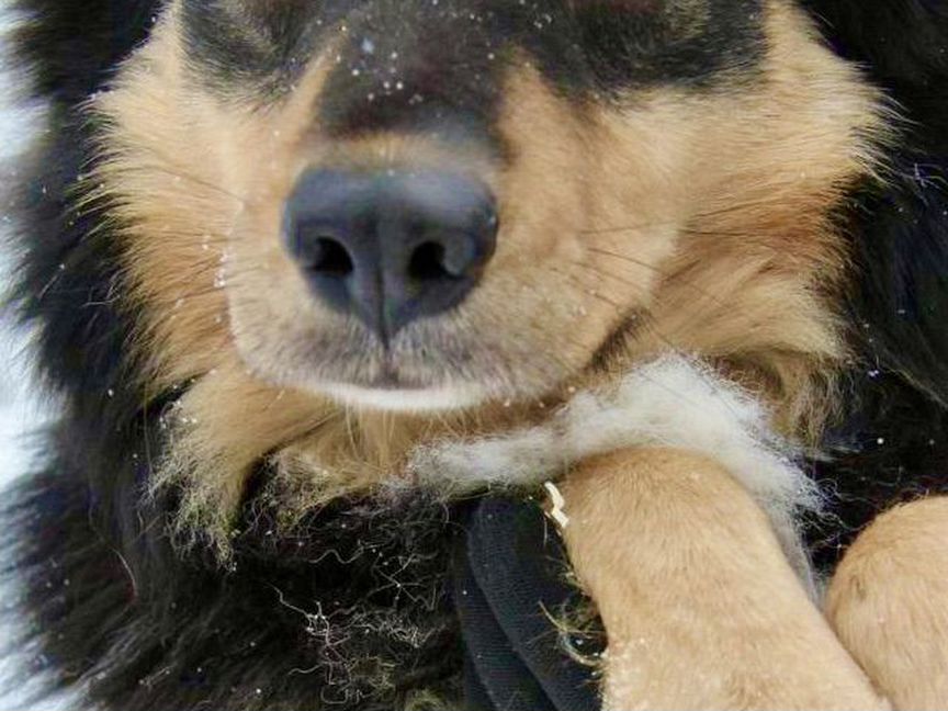 Собака в добрые руки