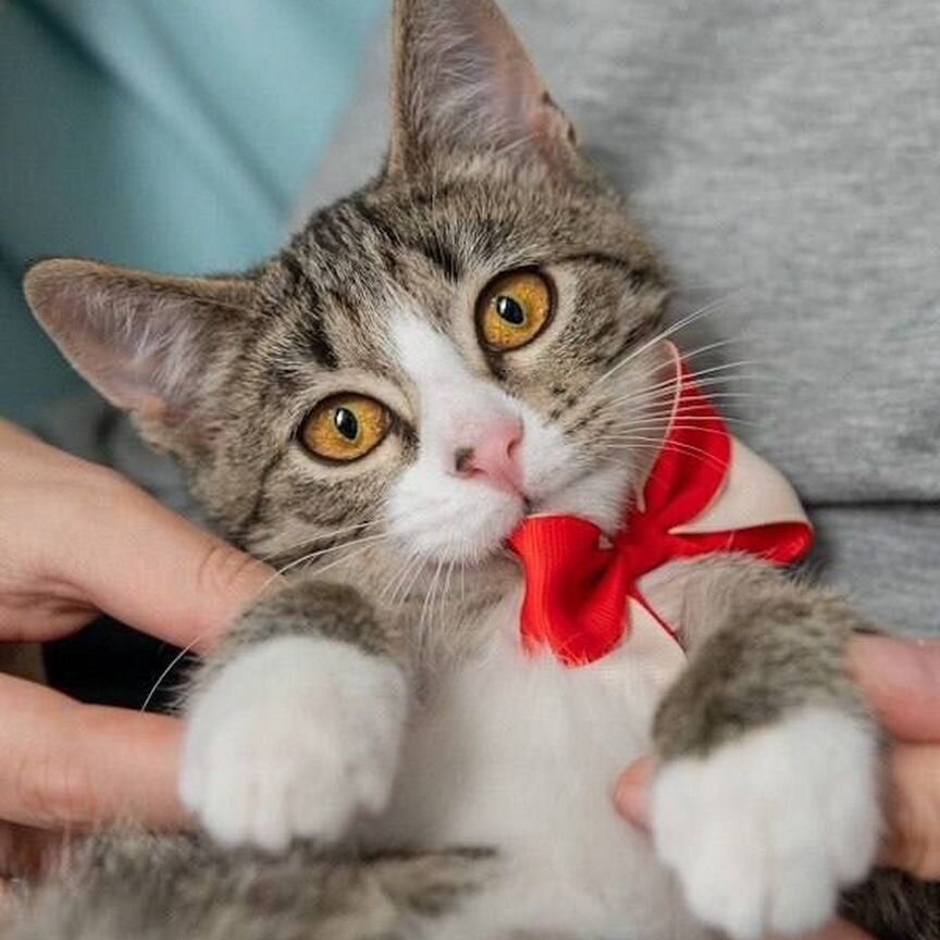Котенок в добрые руки