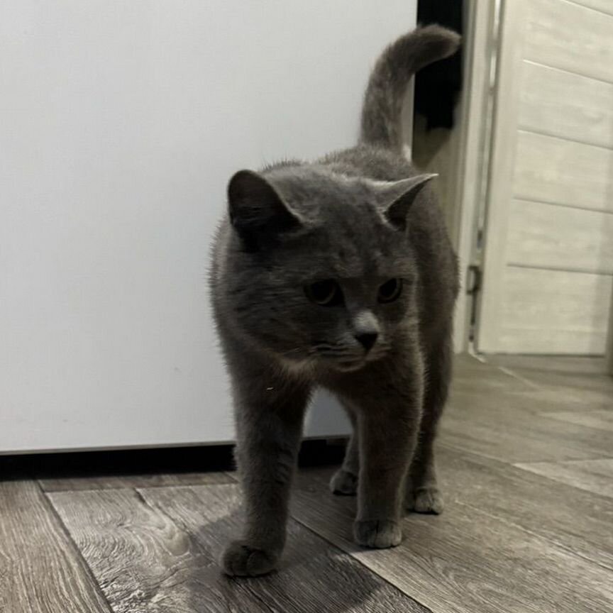 Британская короткошёрстная кошка, взрослая