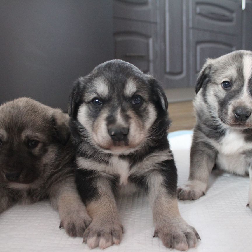 Отдам щенков в добрые руки