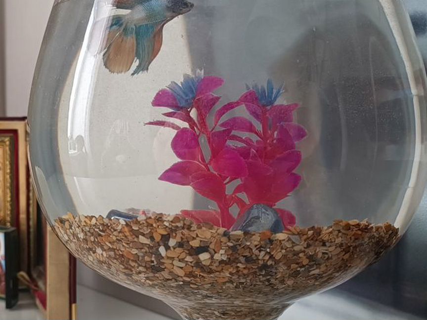 Аквариум бокал