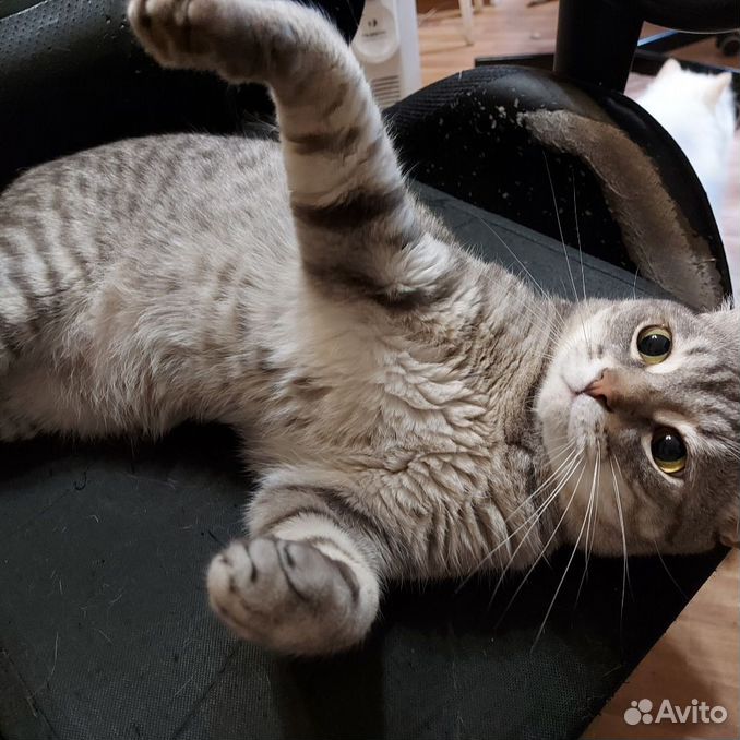 Очаровательный Пирожок ищет дом