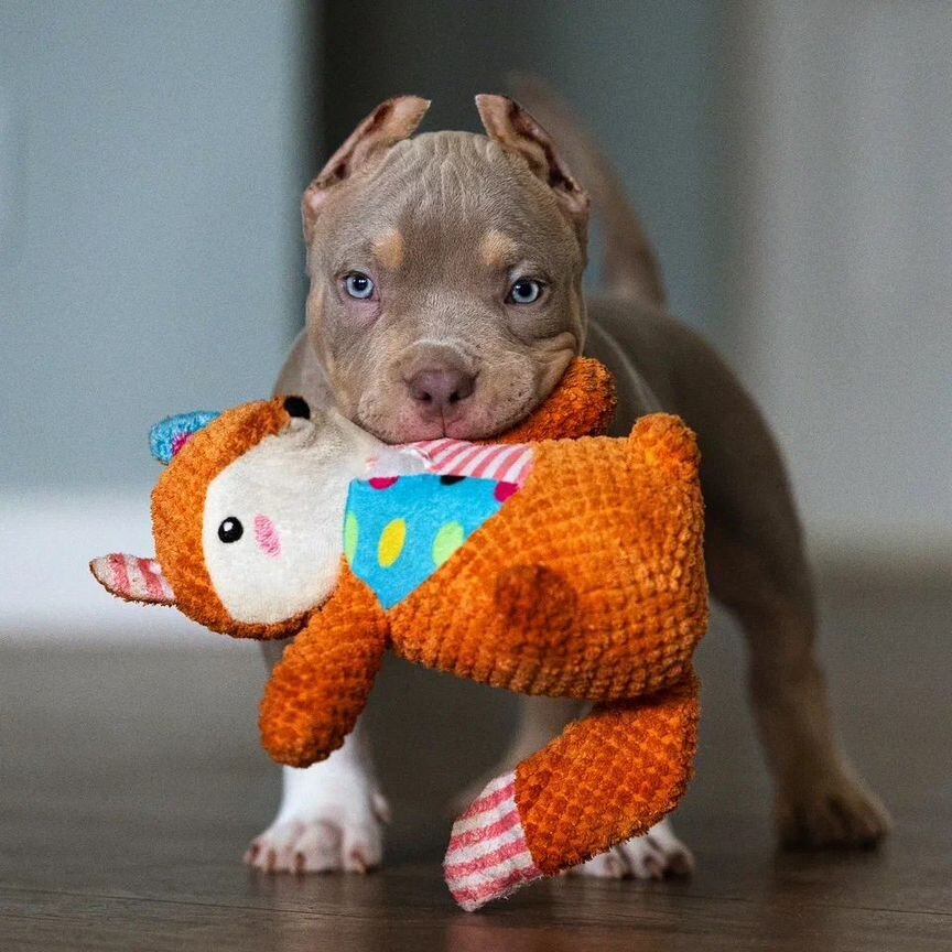 Американский булли покет