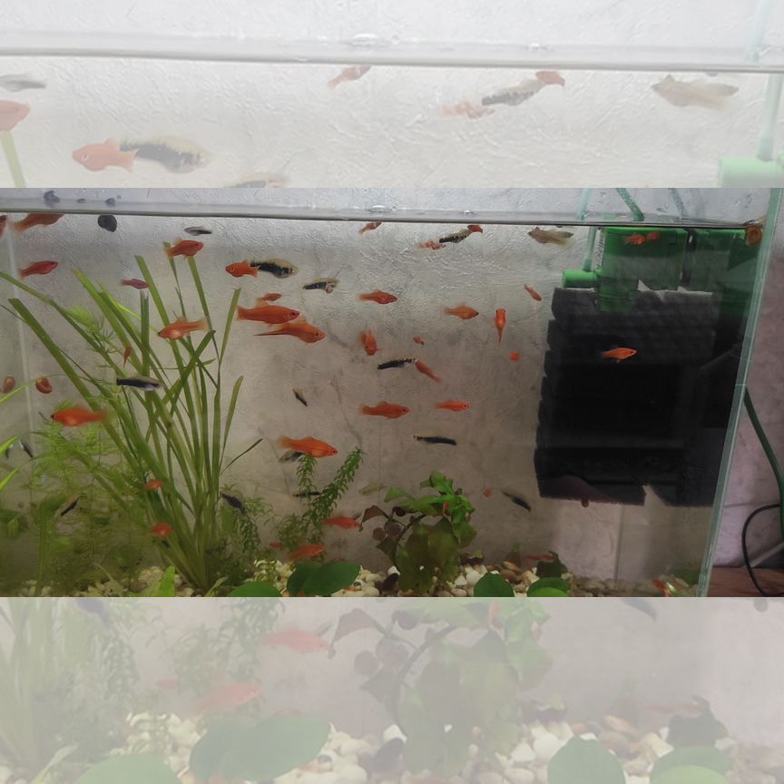 Аквариумные рыбки меченосцы