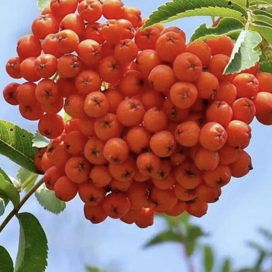 Смесь замороженых ягод
