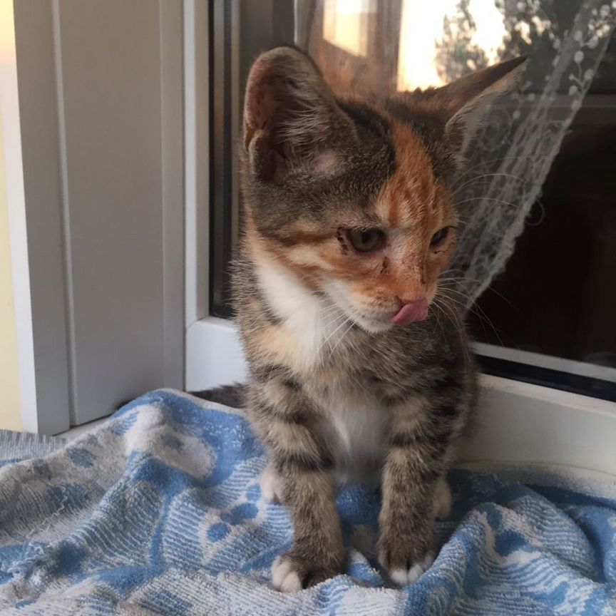 Котенку некуда идти.Дом или передержка