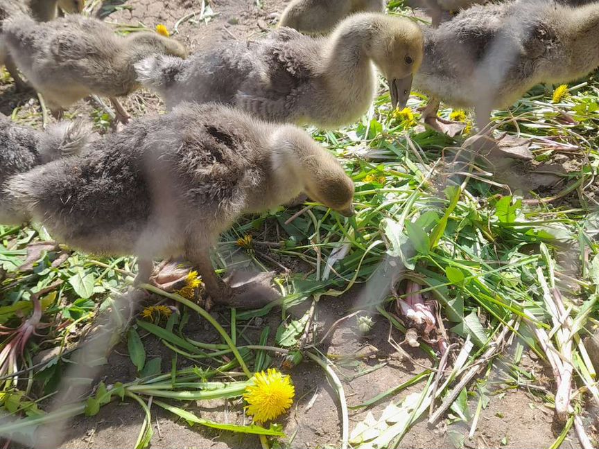 Муларды, гусята, цыплята бройлеры Кобб 500,несушки