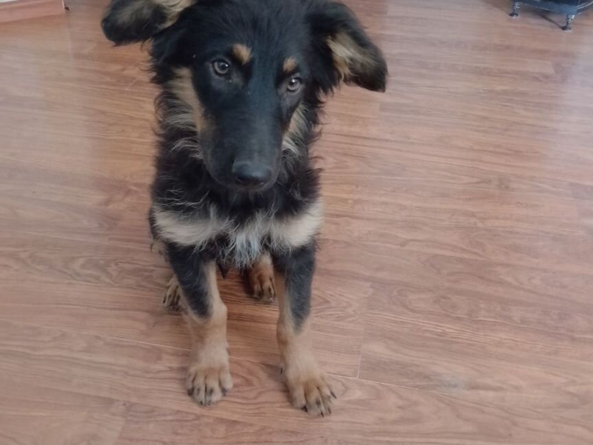 Не покупай, приюти