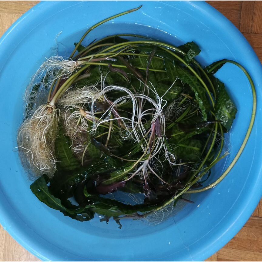 Аквариумное растение