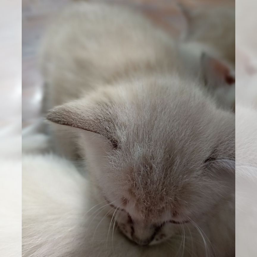 Котята в добрые руки бесплатно мальчик