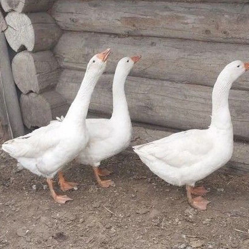 Гусь