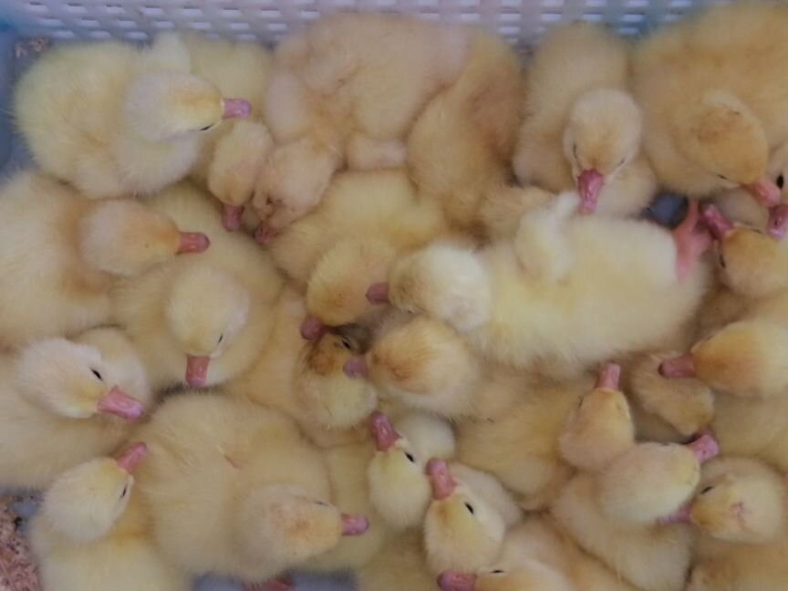 Гусята суточные и подращенные