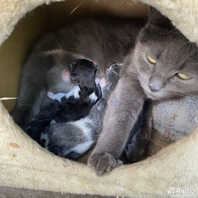 Ищем передержку для новорожденных котят и кошки