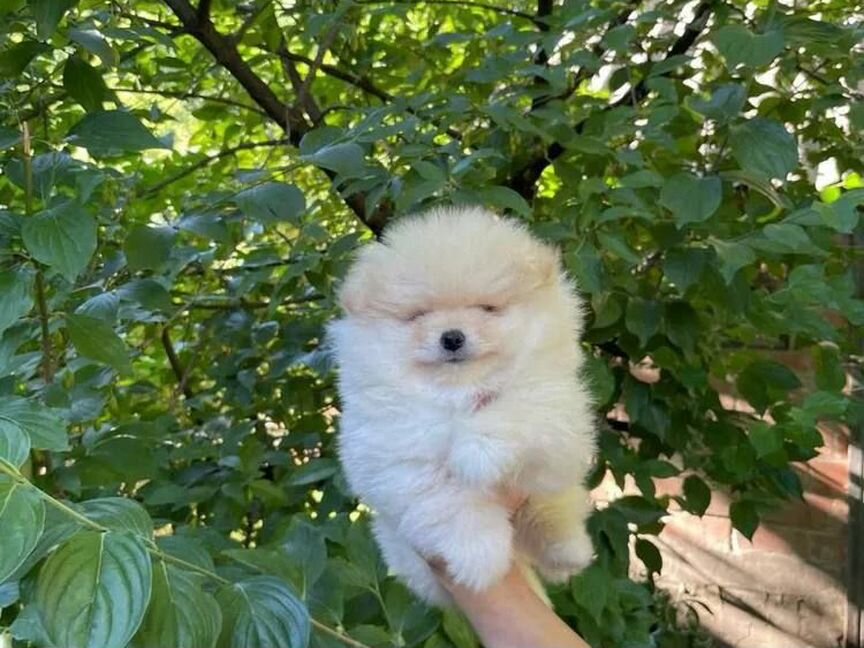 Померанский шпиц мини белые