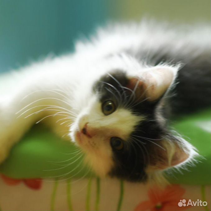 Котенок Нюша в добрые руки