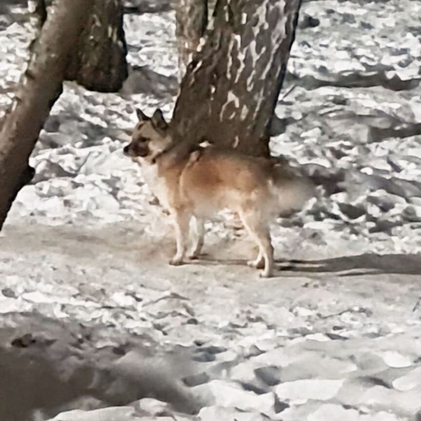 Отдам в добрые руки пса