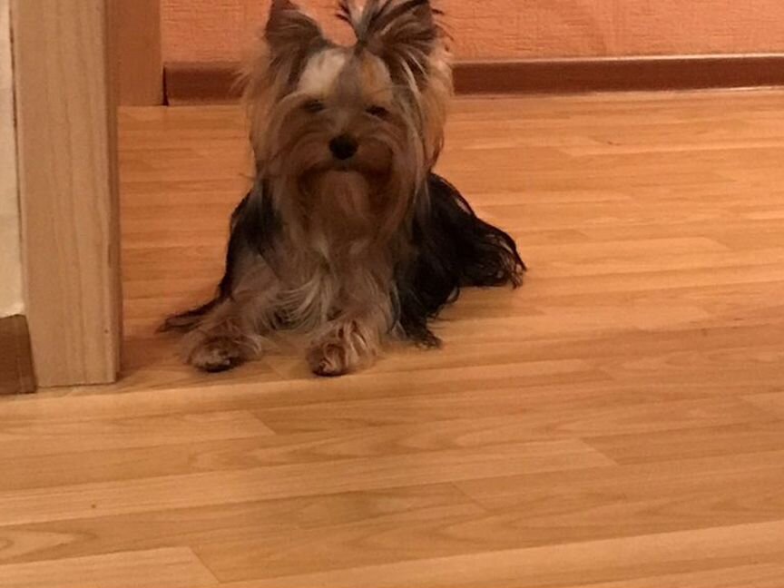 Йоркширский терьер вязка