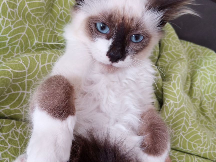 Тайские котята бесплатно