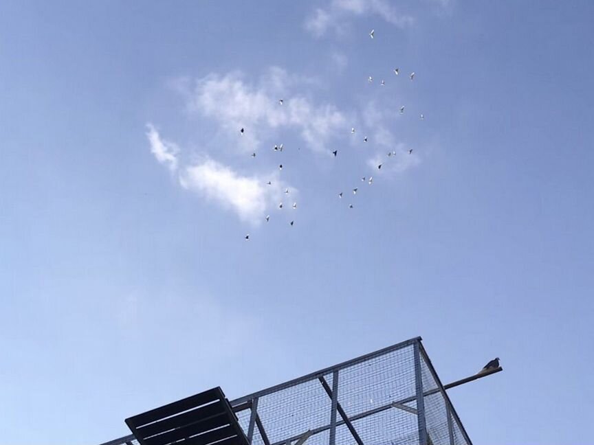 Белоголовые черные пермские голуби