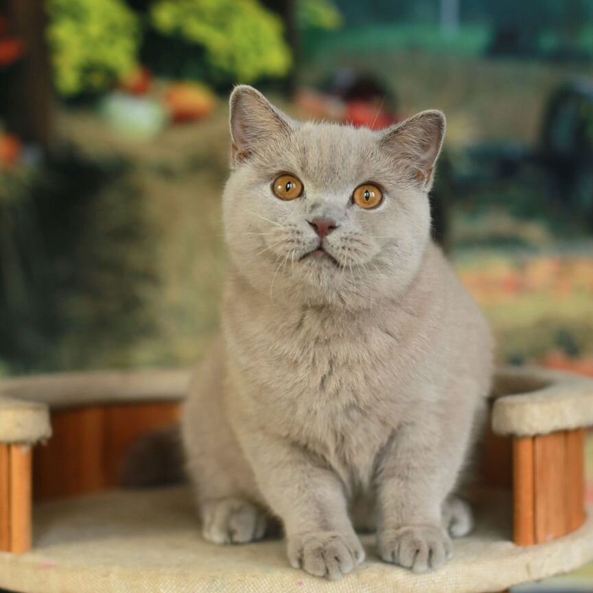 Зарядка позитивом и оптимизмом Британский котик ли