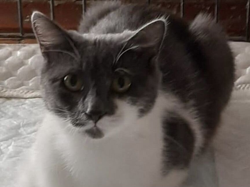 Бездомная кошечка в поисках хозяина