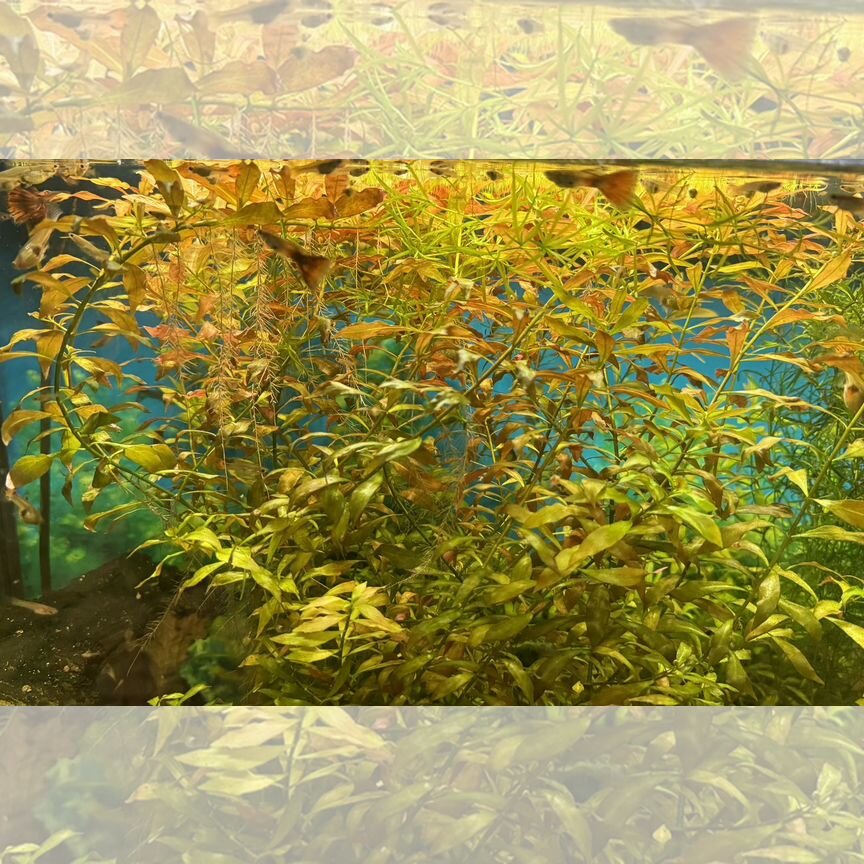 Людвигия болотная, палюстрис, аквариумное растение