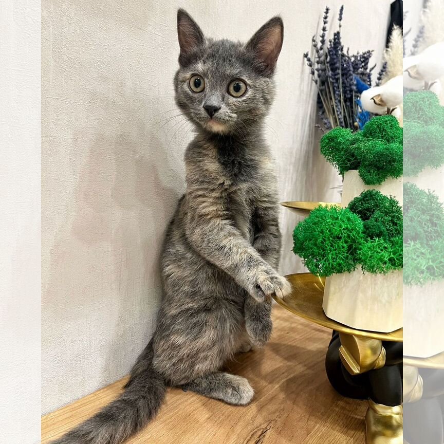 Котенок в добрые руки