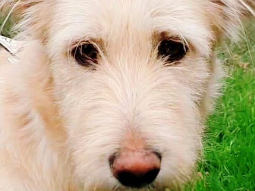 Щенок в добрые руки отдам бесплатно