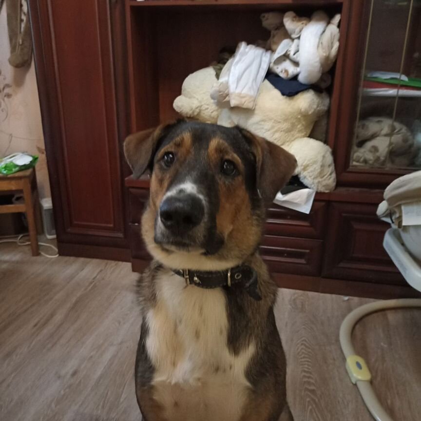 Собака в дом