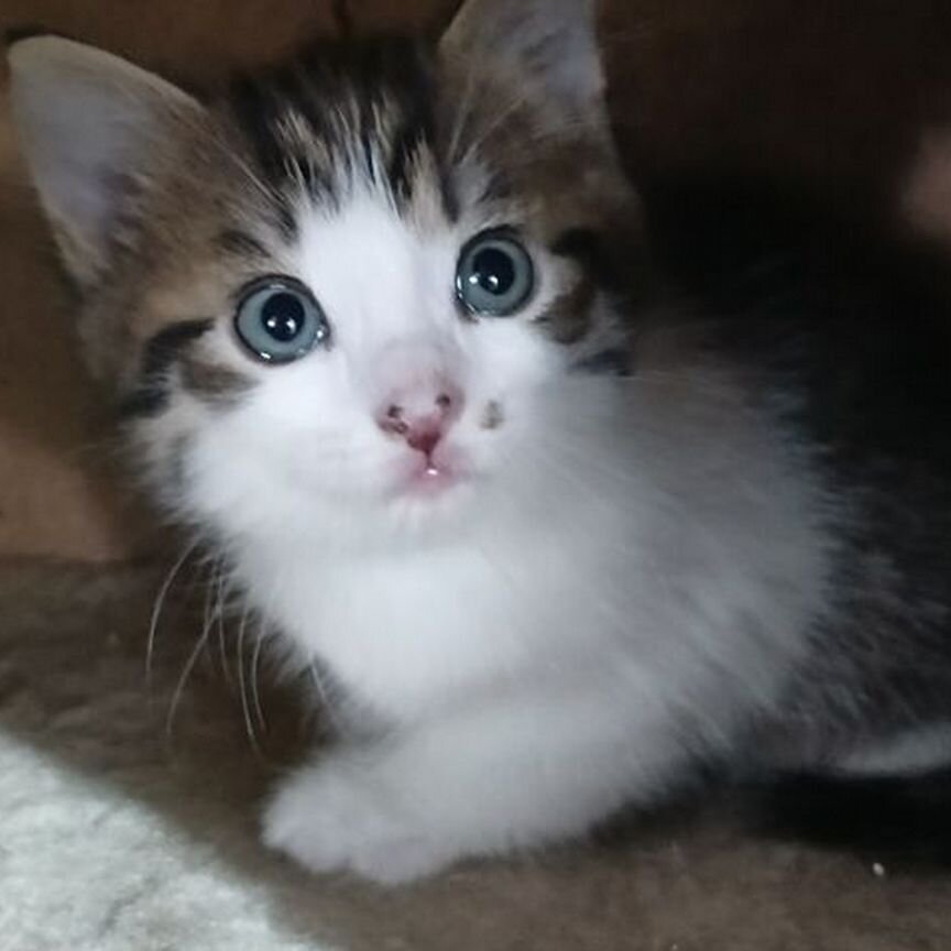 Шотландский вислоухий короткошёрстный котёнок