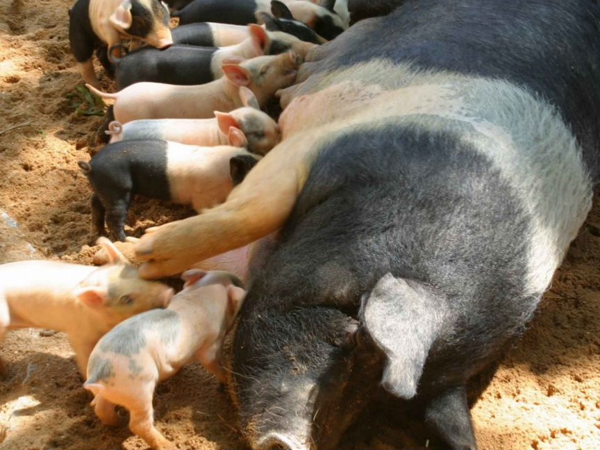 Бактерии для подстилки - "агробакт"