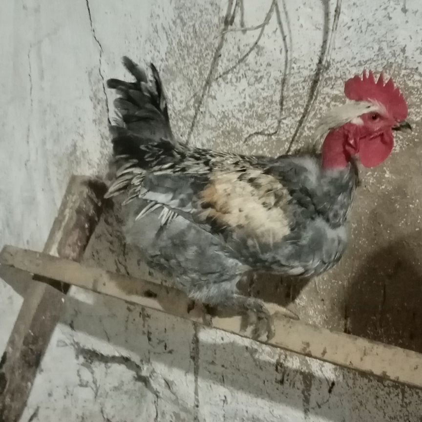 Петух