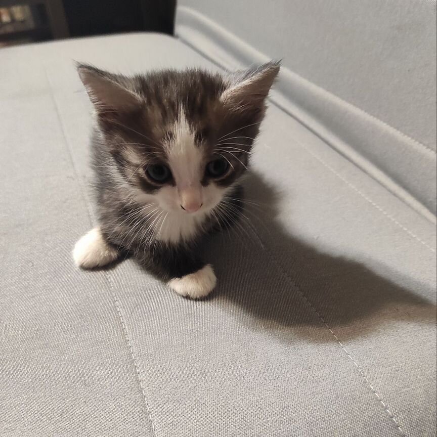 Котята в добрые руки бесплатно