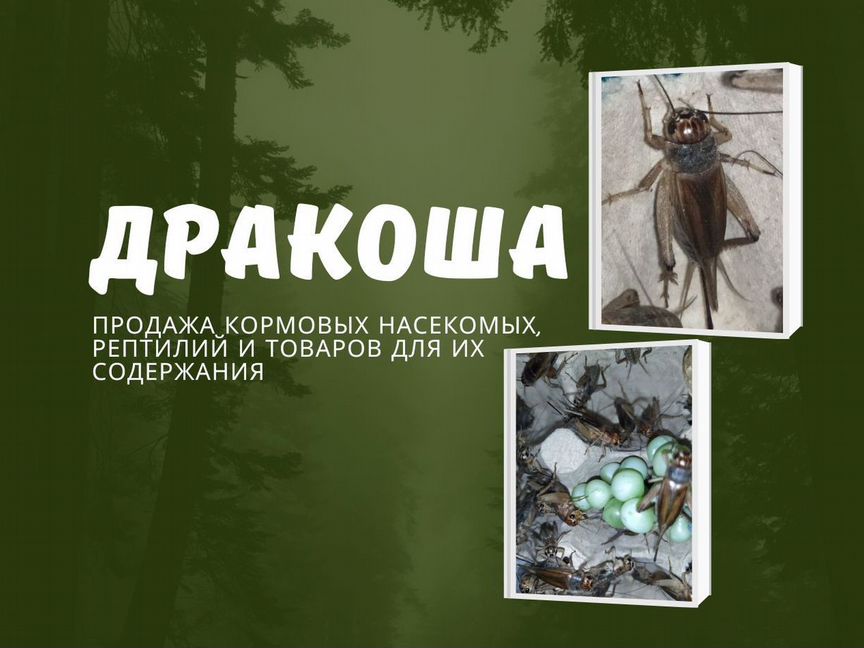 Банановый сверчок оптом
