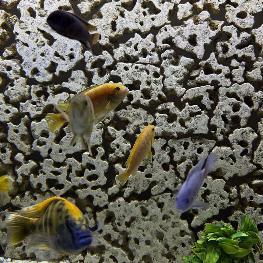 Аквариумные рыбы