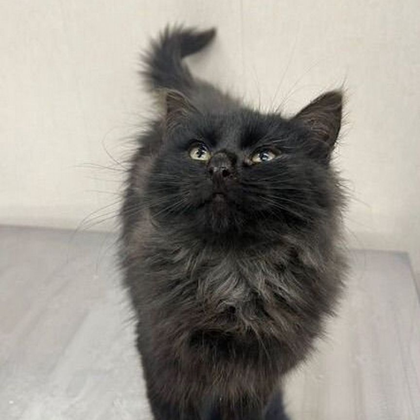 Кошечка ищет семью