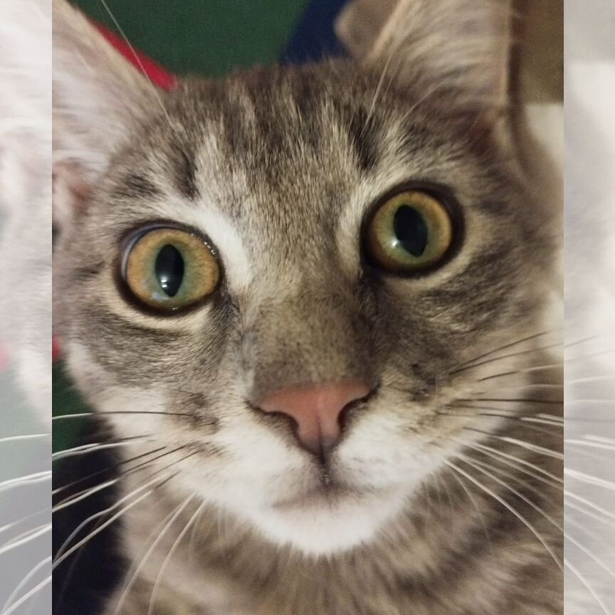Котенок Болтик ищет дом