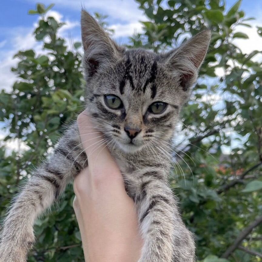 Котенок бесплатно