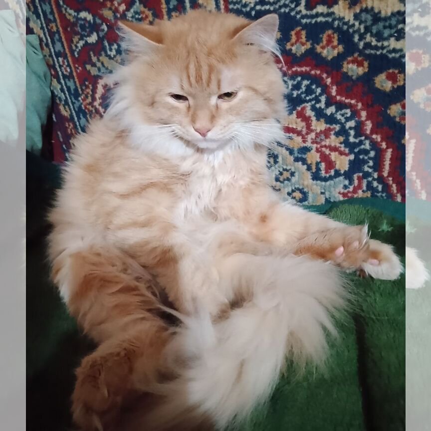Отдам в теплые руки
