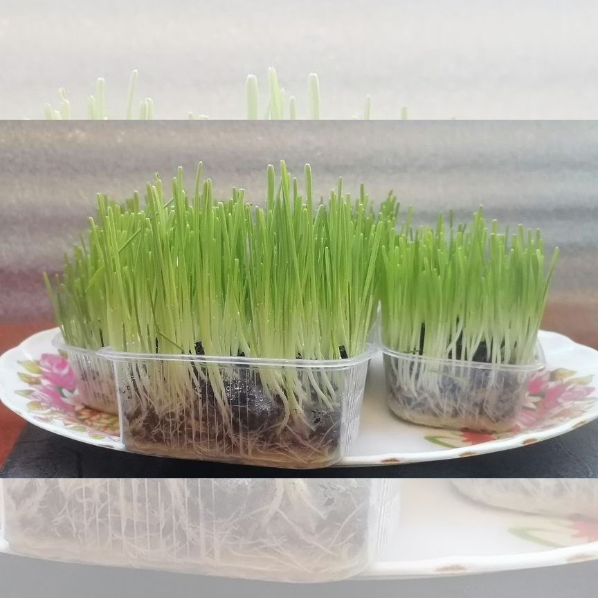 Трава для кошек