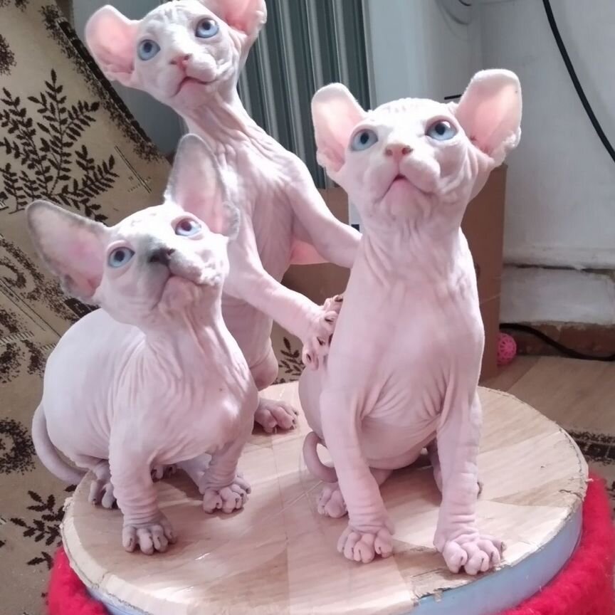 Канадский сфинкс котенок
