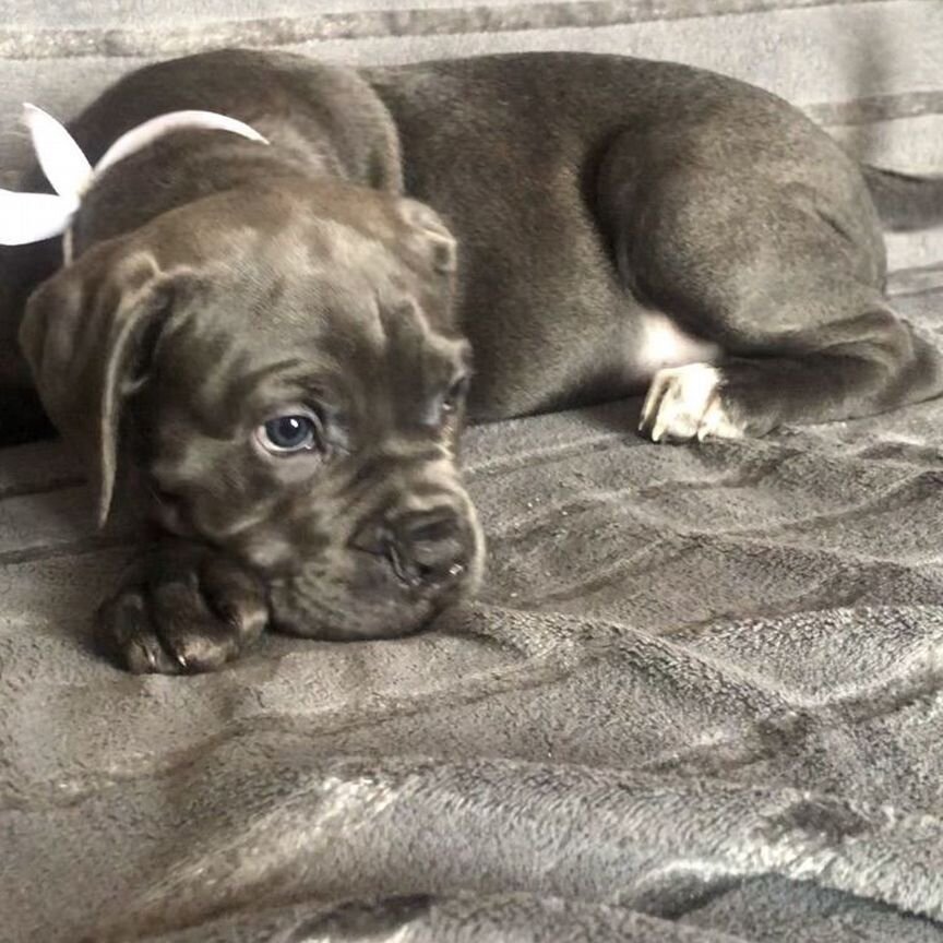 Кане корсо девочки