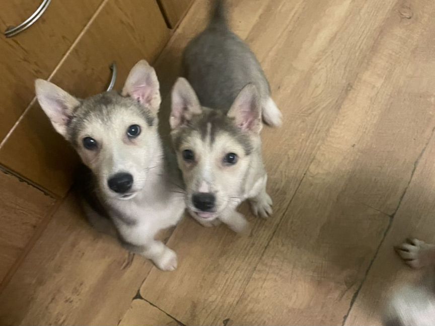 Аляскинский маламут щенки