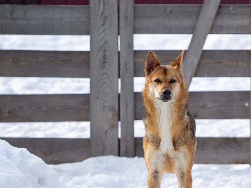 Лисичка ищет дом