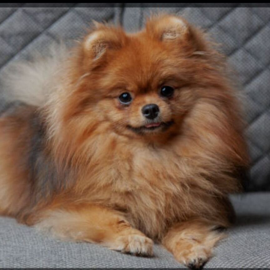 Шпиц померашка