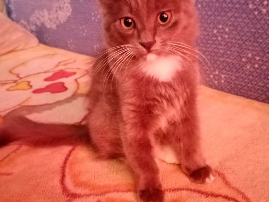 Котёночек в дар